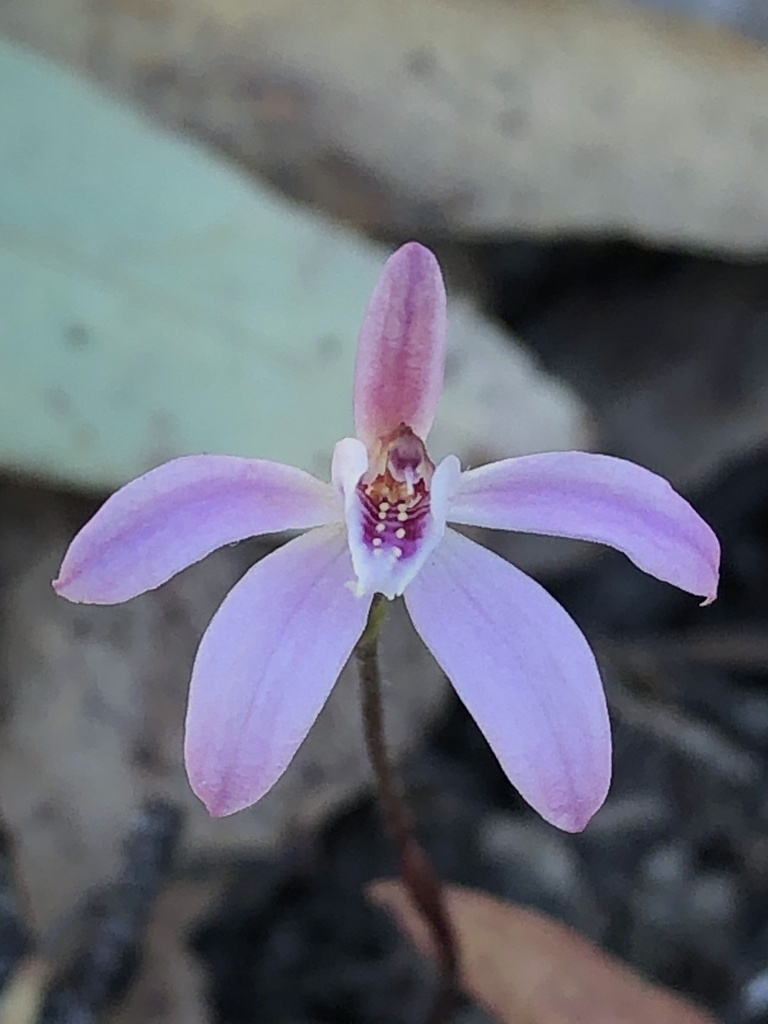 Pink Lady Fingers from Chirnside Ward, Yering, VIC, AU on September 30 ...