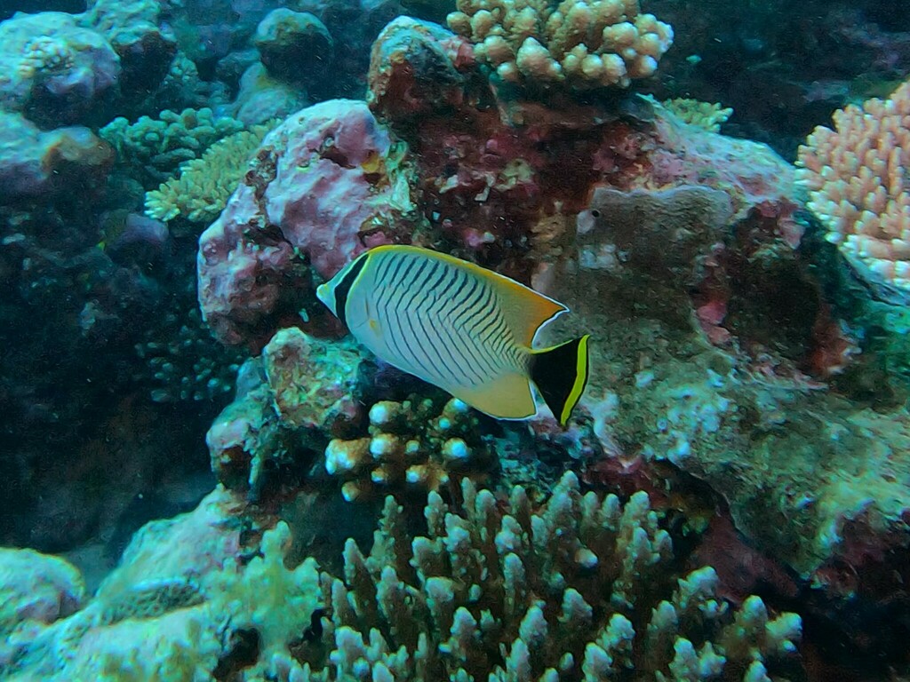 Chevron Butterflyfish from Broome, WA, Australia on October 5, 2023 at ...