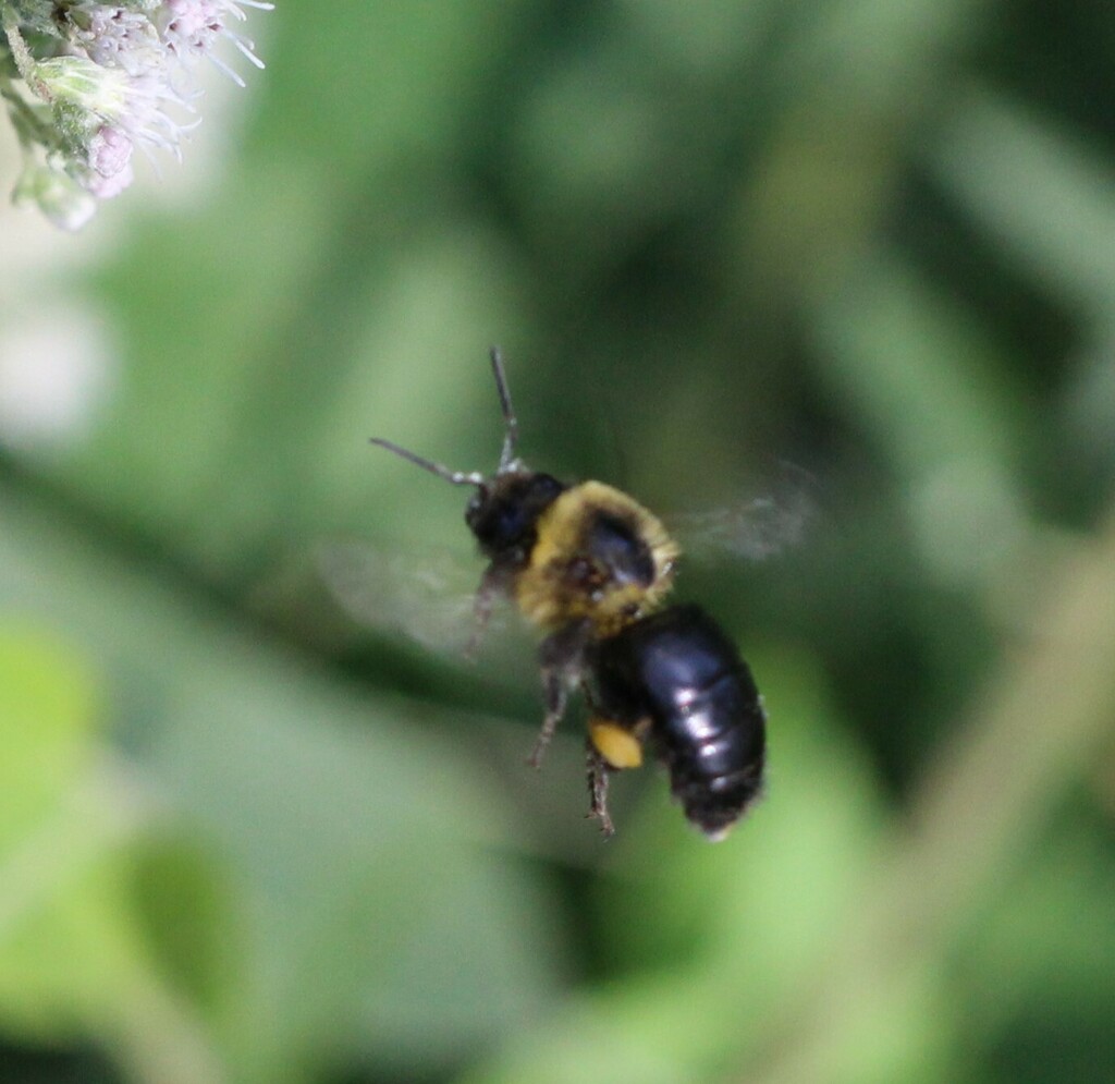 Common Eastern Bumble Bee from Longview, TX, USA on October 12, 2023 at ...