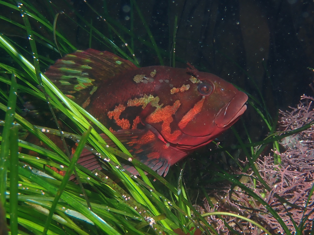 Rock Greenling (Hexagrammos lagocephalus) - Marine Life Identification