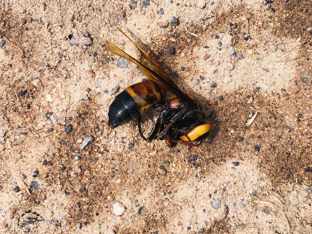 Southern Giant Hornet from Sura Sawadi Youth Camp, Mueang Nakhon Nayok ...