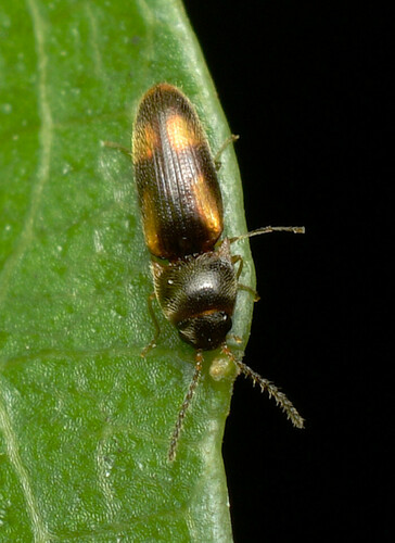 Panspoeus guttatus · iNaturalist United Kingdom