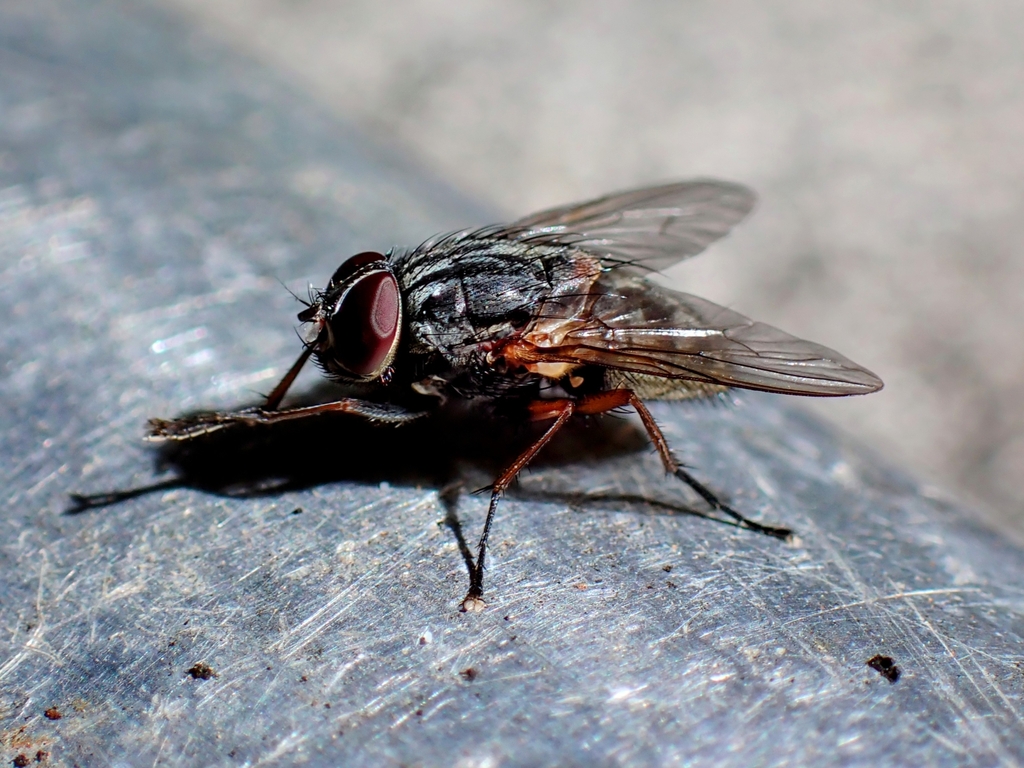 False Stable Fly in October 2023 by cinclosoma · iNaturalist