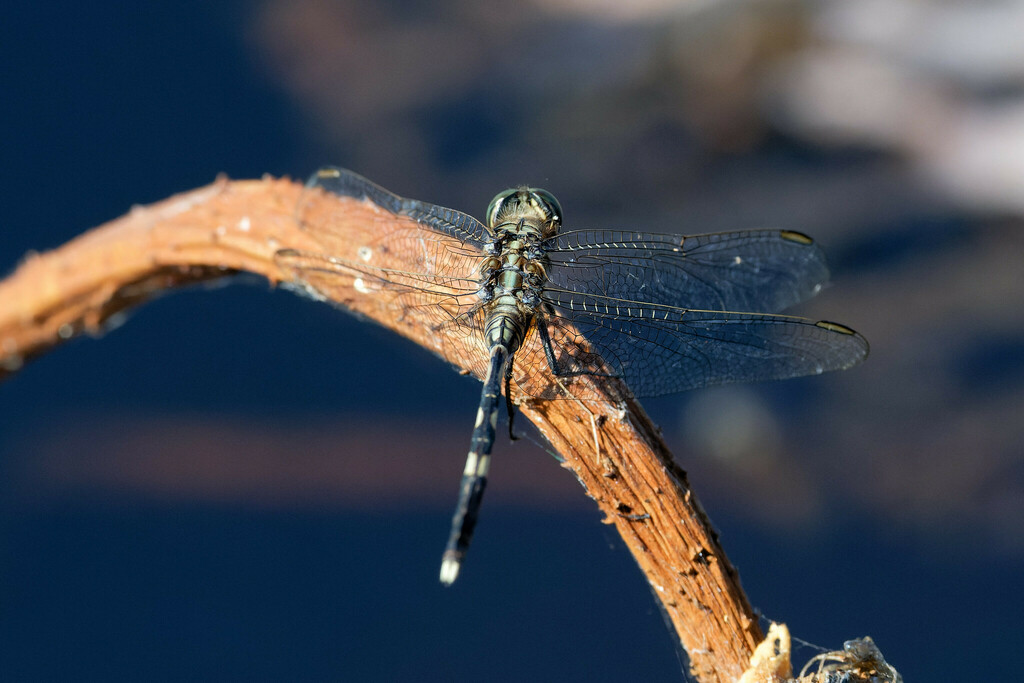 Orthetrum from Middle Point NT 0822, Australia on July 4, 2023 at 10:35 ...