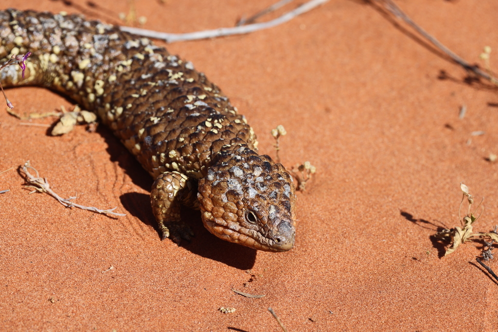 Shingleback Lizard from Andamooka Station SA 5719, Australia on October ...