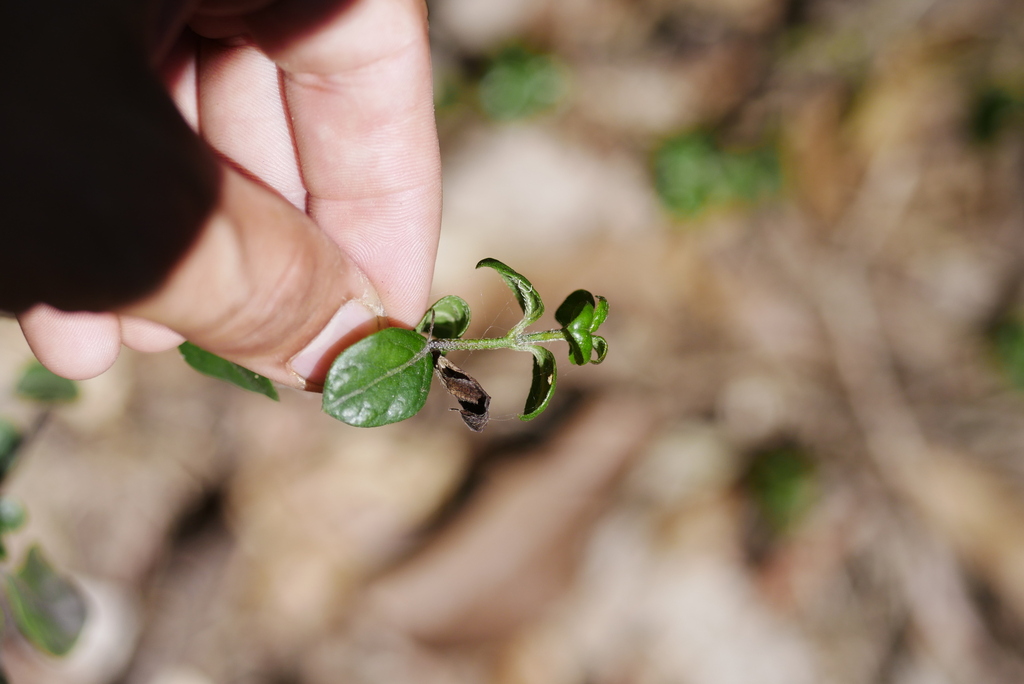 Coral Creeper from Mount Gravatt, Queensland, Australia on October 13 ...