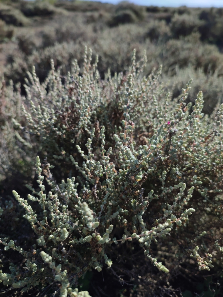 (Atriplex julacea) - Botanical Realm
