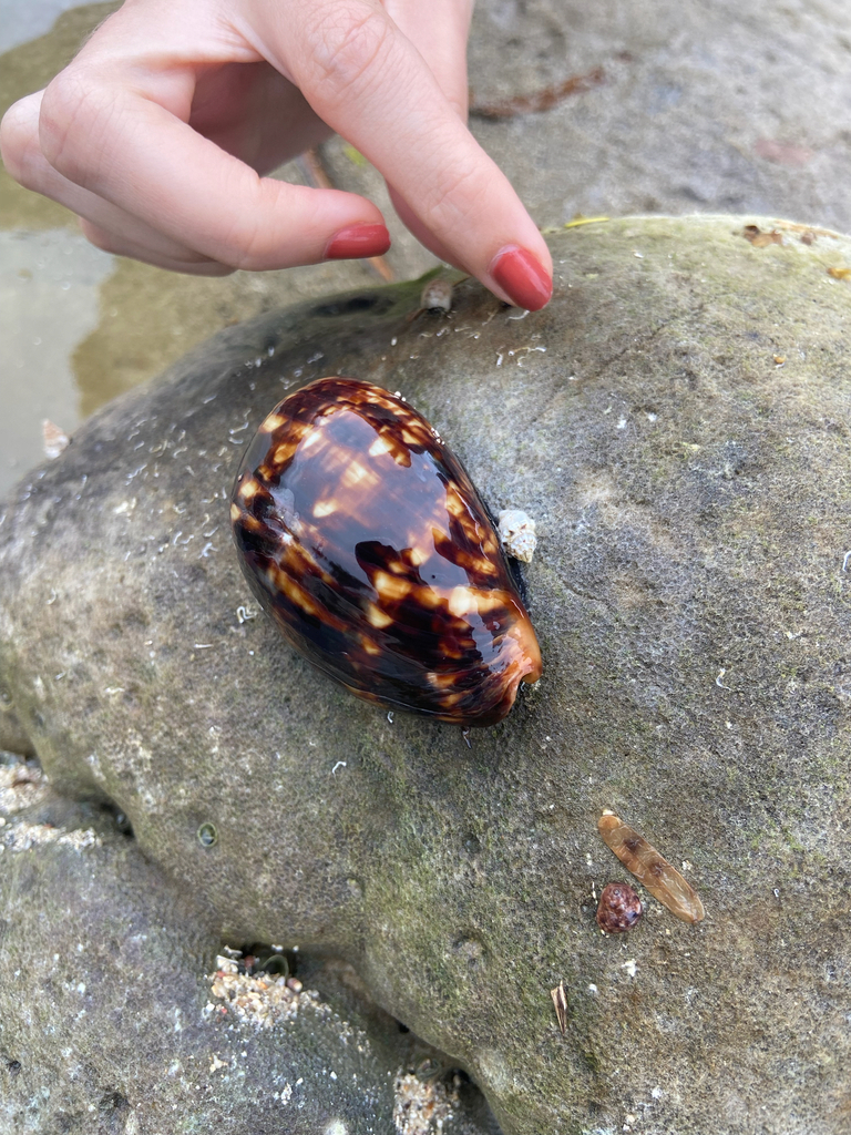 Humpback Cowry from Les Trois-Bassins on October 7, 2023 at 03:09 PM by ...