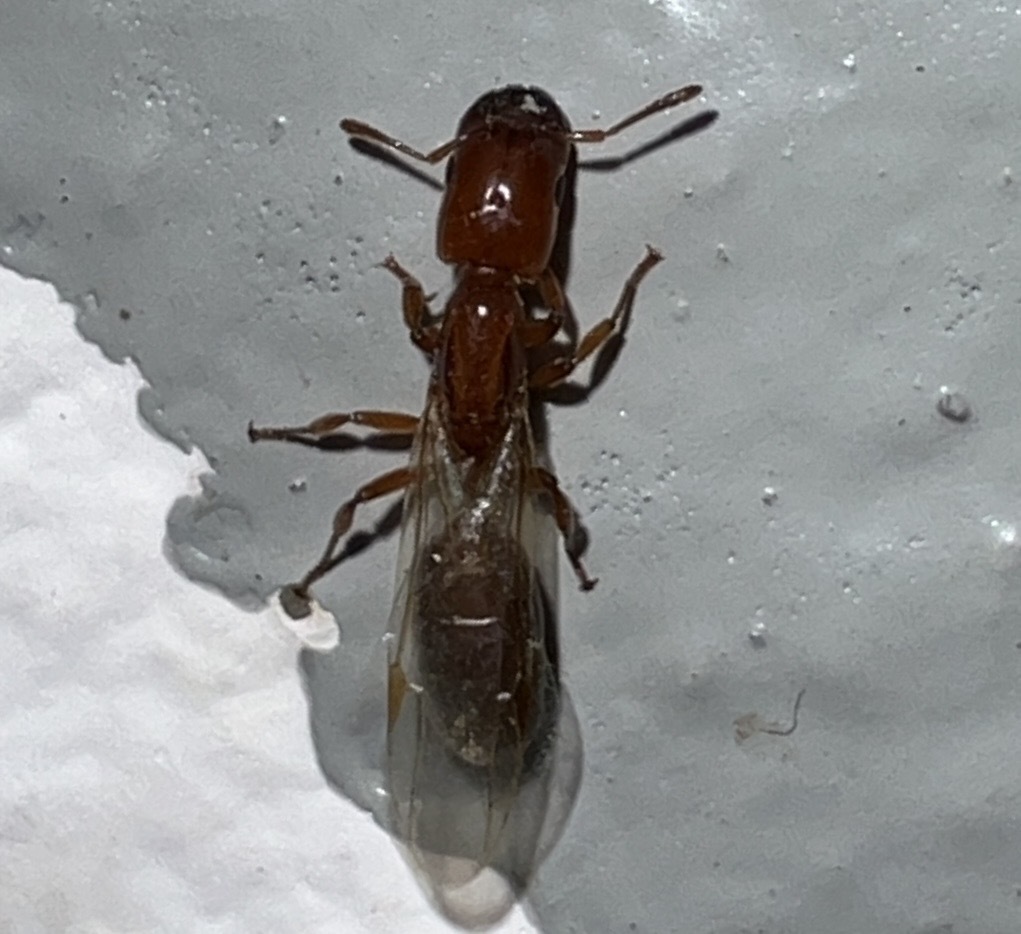 Crematogaster angusticeps in October 2023 by Luke Smith · iNaturalist