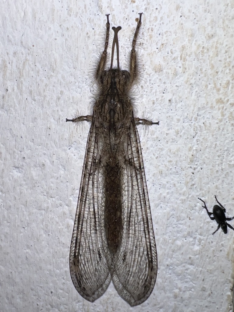 Giant Antlions in October 2023 by Luke Smith · iNaturalist