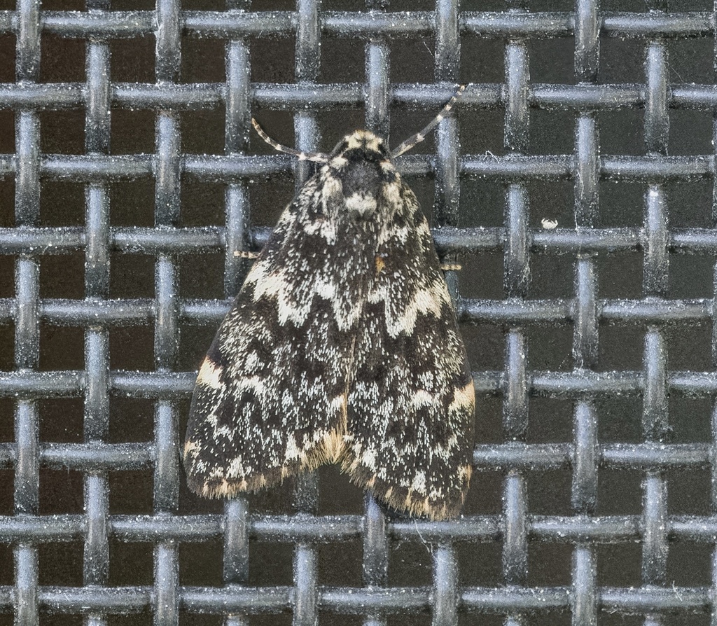 Halone coryphoea from Musgrove St, Chapman, ACT, AU on October 10, 2023 ...
