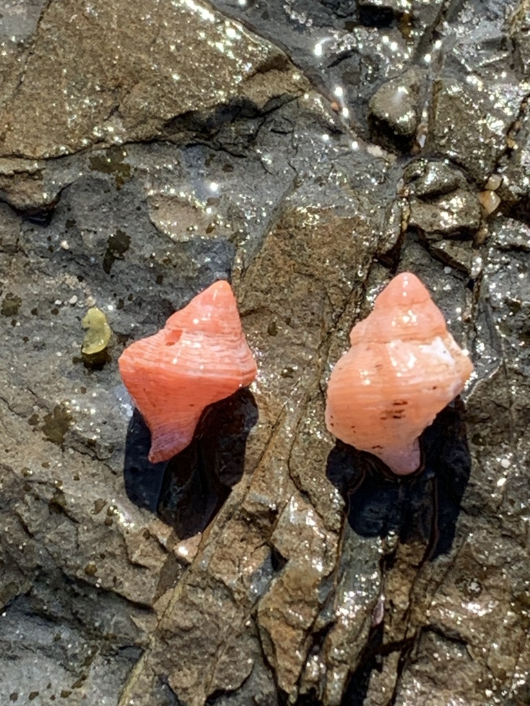 Mipus arbutum from Yuraygir National Park, Barcoongere, NSW, AU on ...