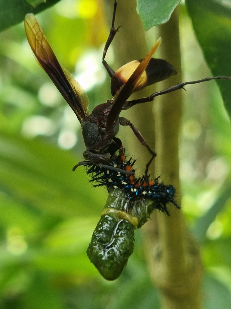 Banded Paper Wasp from Bukit Batok, Singapore on October 12, 2023 at 11 ...