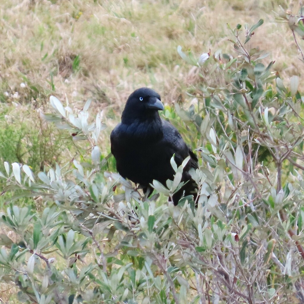 Australian Raven from Wallaga Lake NSW 2546, Australia on October 10 ...