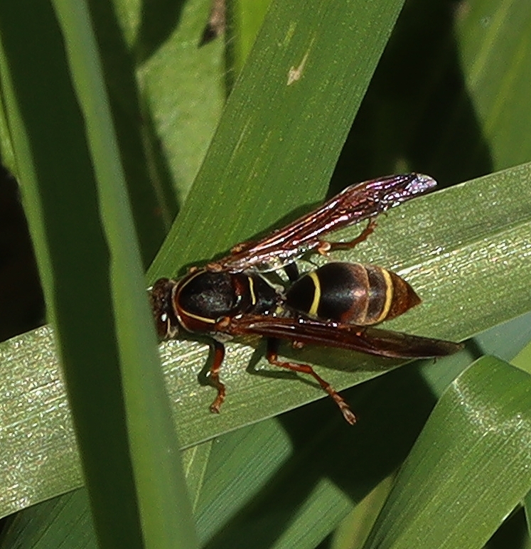 Southern Australian Paper Wasp from Yea VIC 3717, Australia on ...
