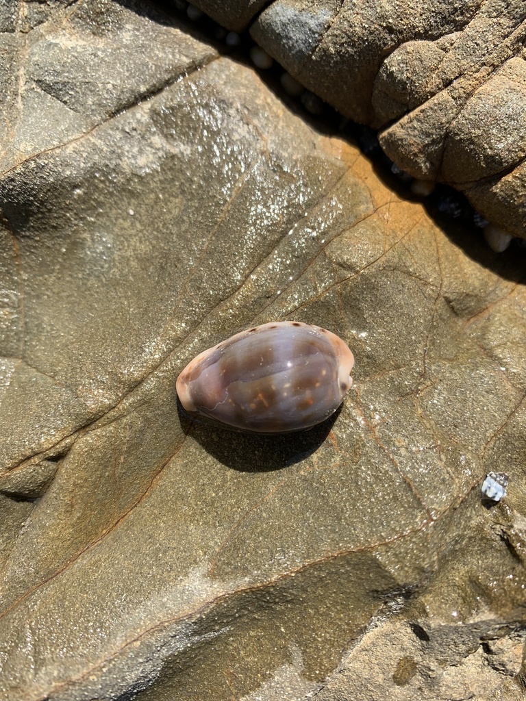 yellow-toothed cowrie from Yuraygir National Park, Barcoongere, NSW, AU ...