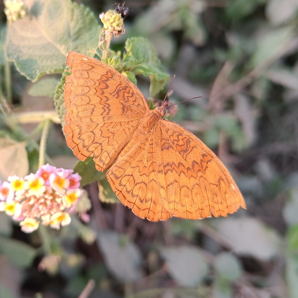 Common Castor Butterfly from Baghpat, IN-UP, IN on October 12, 2023 at ...