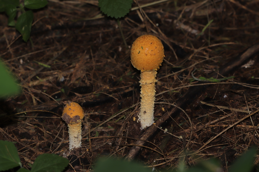 Golden Floccose Lepidella from Escuinapa, MX-SI, MX on October 12, 2023 ...