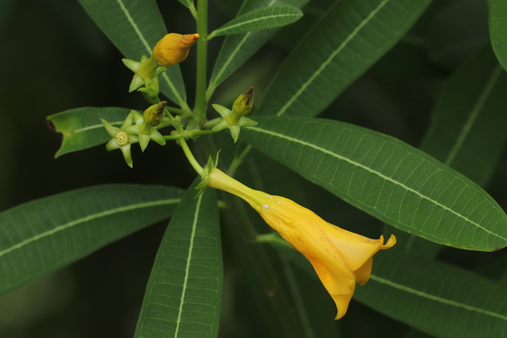 Cascabela ovata from Escuinapa, MX-SI, MX on October 12, 2023 at 12:21 ...