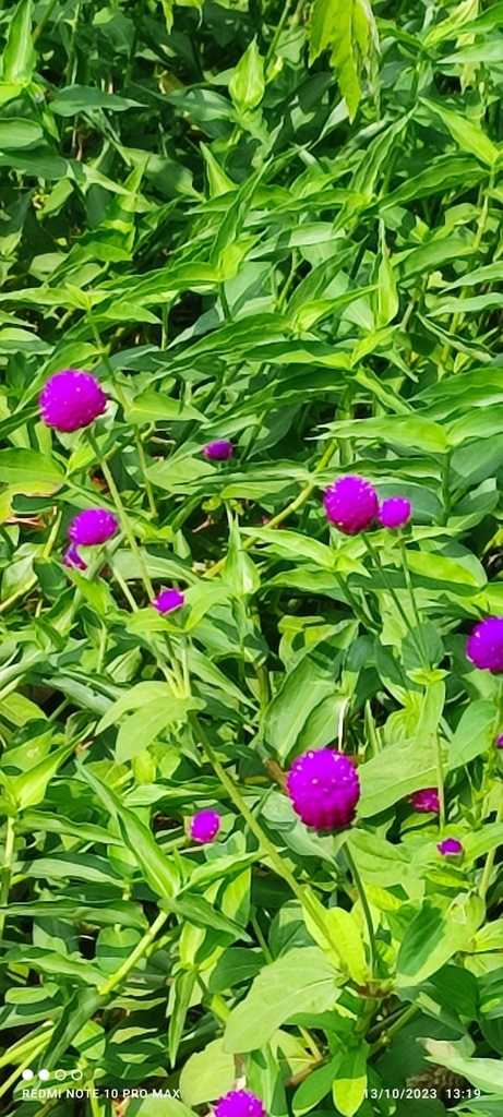 Globe amaranth from P36W+739 Sir C.R.Reddy Statue,Eluru, Sir CR Reddy ...