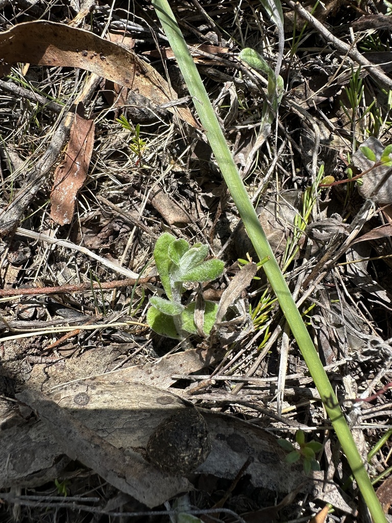 button everlasting from Newnes campground, Newnes Plateau, NSW, AU on ...