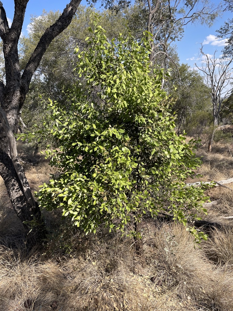 flowering plants from Edgbaston, Aramac, QLD, AU on October 12, 2023 at ...