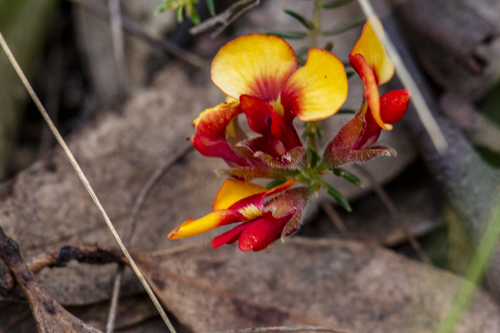 small-leaf parrot-pea from Vittoria NSW 2799, Australia on October 13 ...