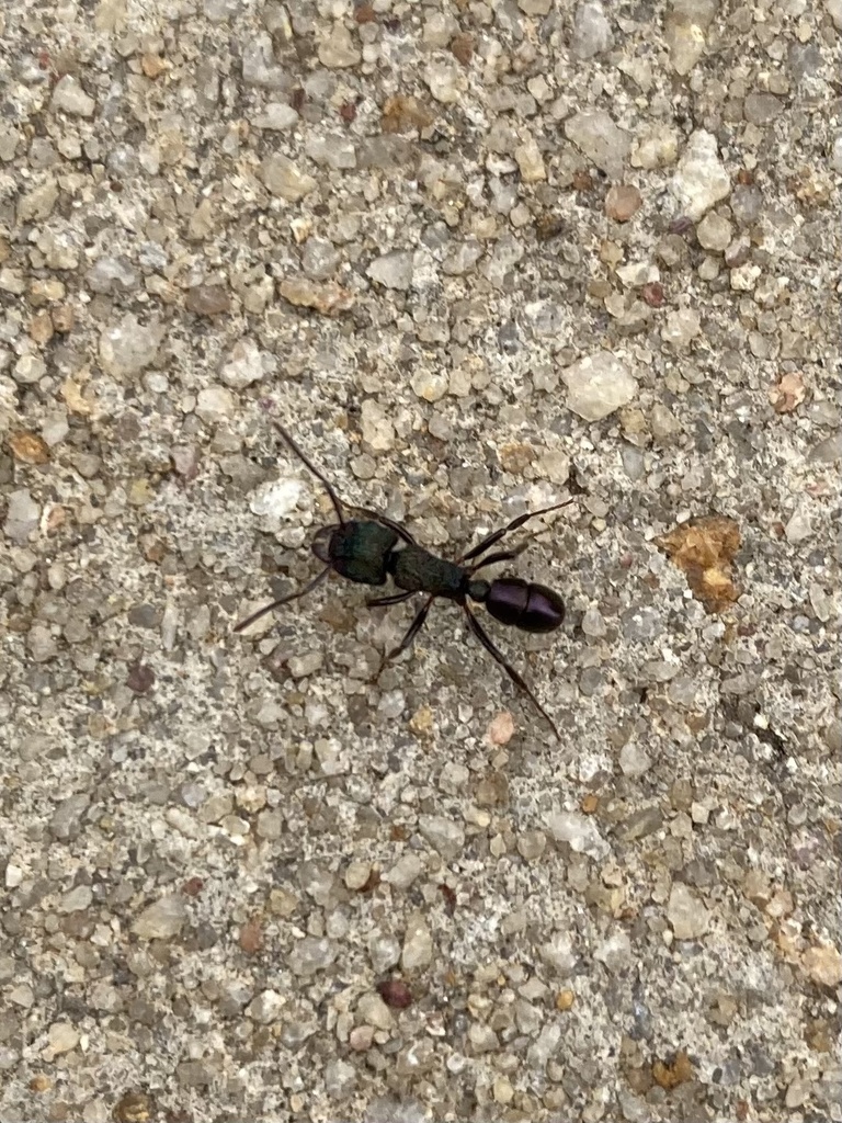 Green-head Ant from Lipsett Tce, Brooklyn Park, SA, AU on October 13 ...