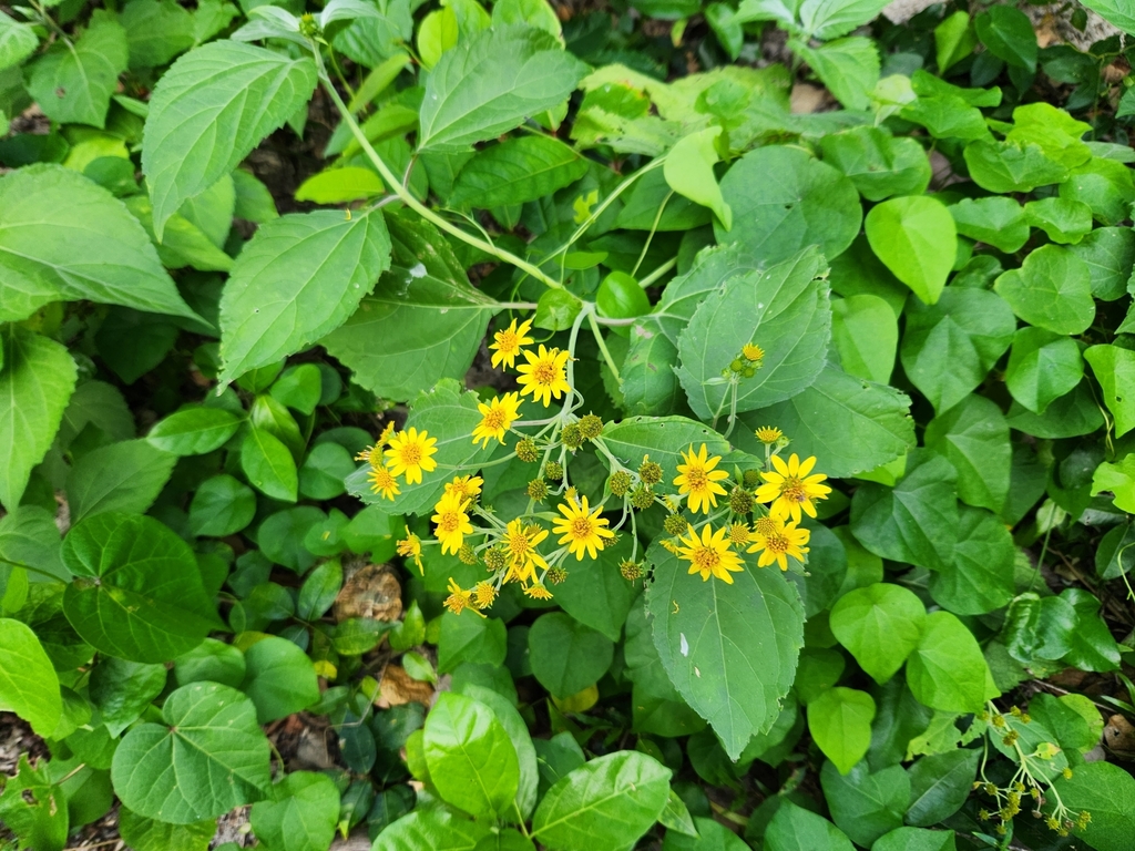 sea daisy from Torres, Vanuatu on September 26, 2023 at 04:55 PM by ...