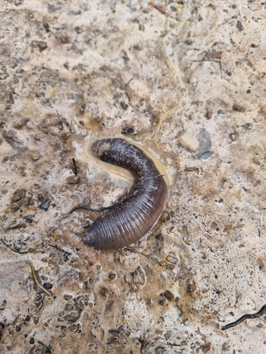 Genus Megascolides · iNaturalist