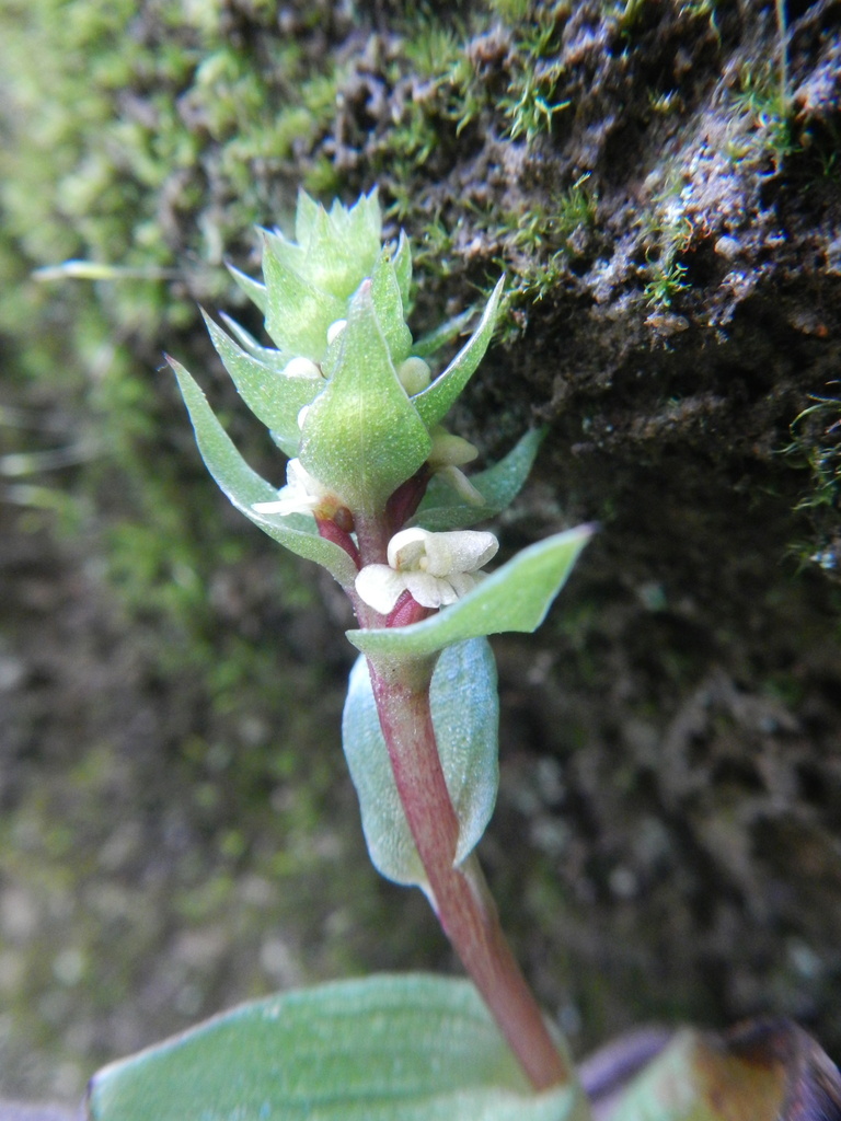 Ivory Satyre from Ceres, 6835, South Africa on August 26, 2023 at 02:39 ...