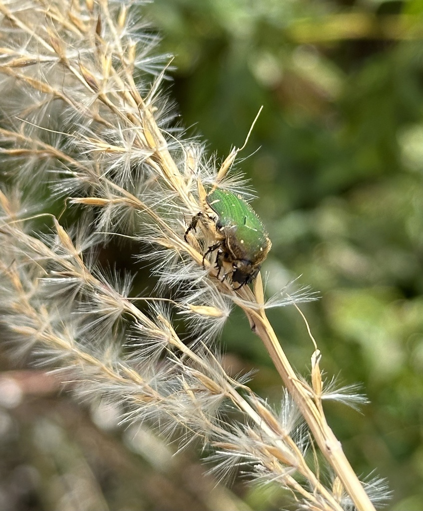 Blue Flower Chafer from Daisen-Oki National Park, Hoki, Saihaku-Gun ...