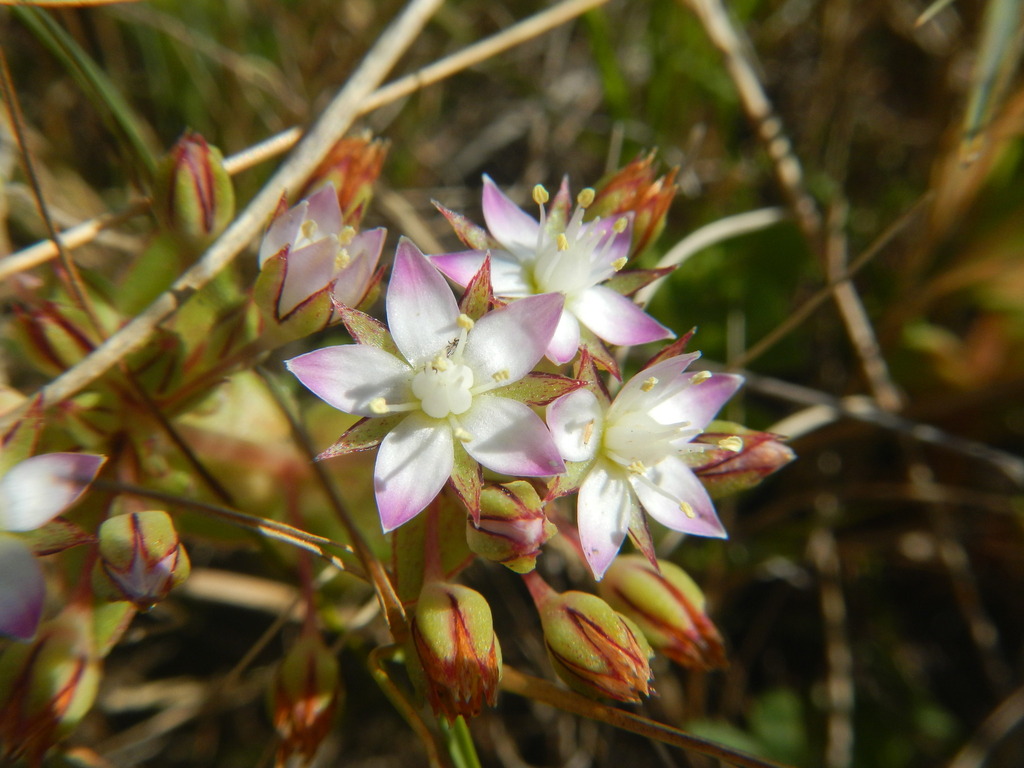Crystal Stonecrop from Sarah Baartman District Municipality, South ...