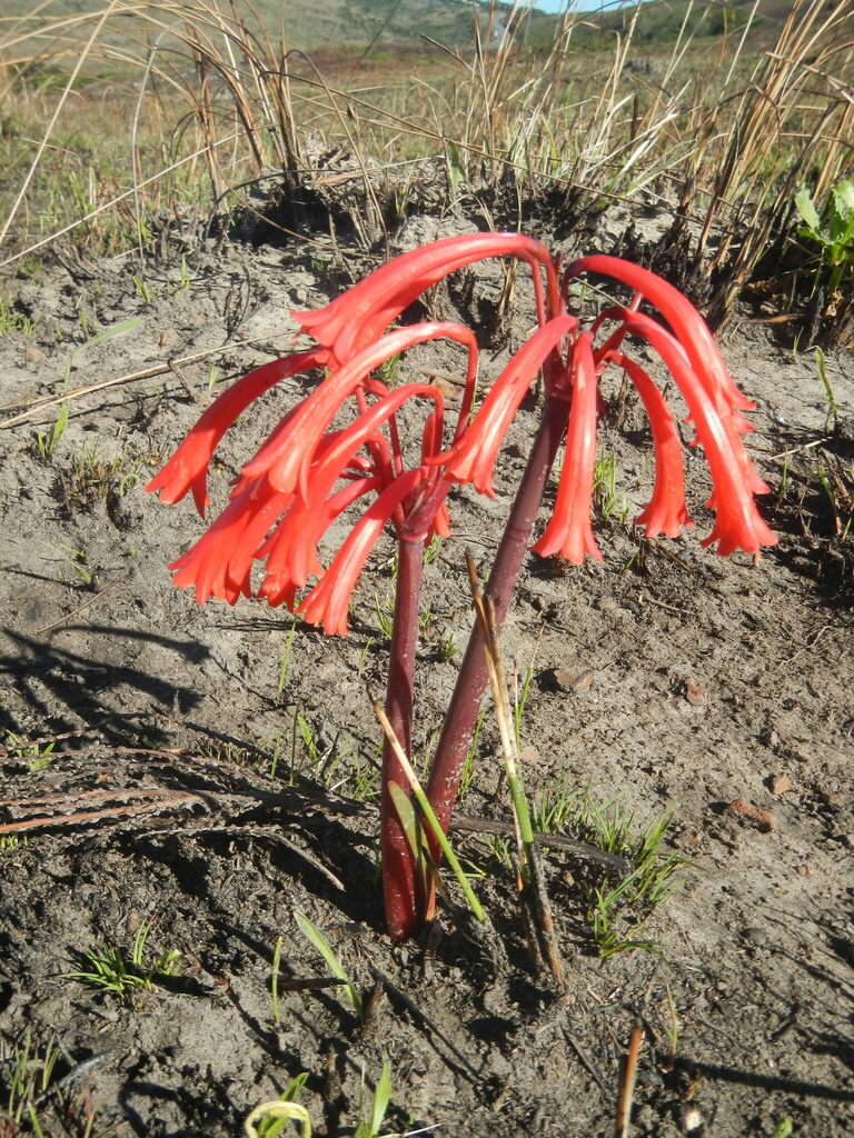 Common Firelily from Grahamstown, Makhanda, 6139, South Africa on ...