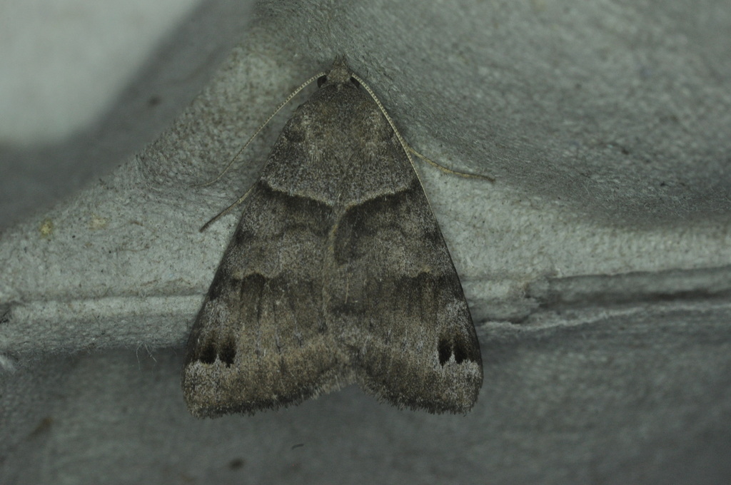 Clover Looper Moth from Ville-Marie, QC, Canada on August 23, 2023 at ...