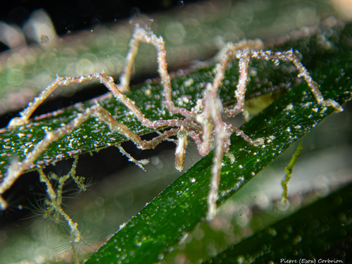 Endeis spinosa · iNaturalist