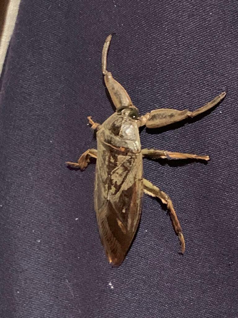 African Giant Water Bug from Ehlanzeni District Municipality, South ...