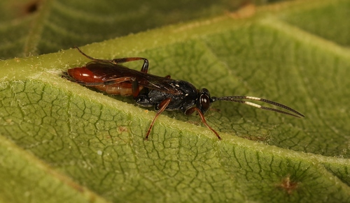 Syspasis carinator · NaturaLista Colombia