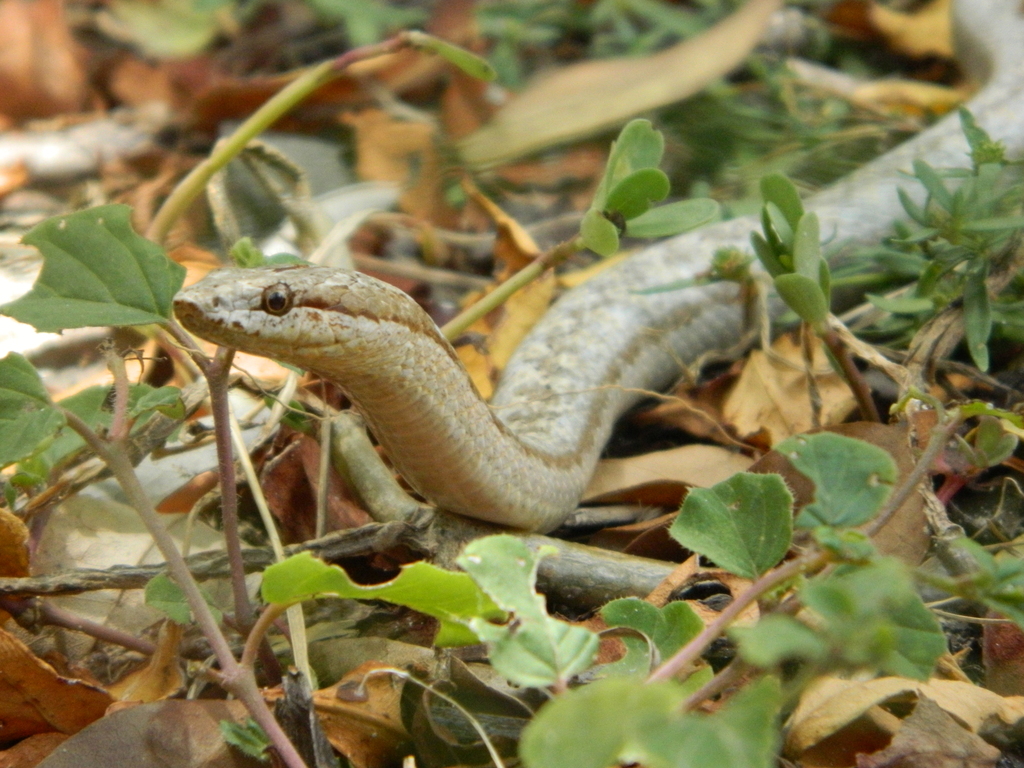Antiguan Racer (Alsophis antiguae) - Snakes and Lizards