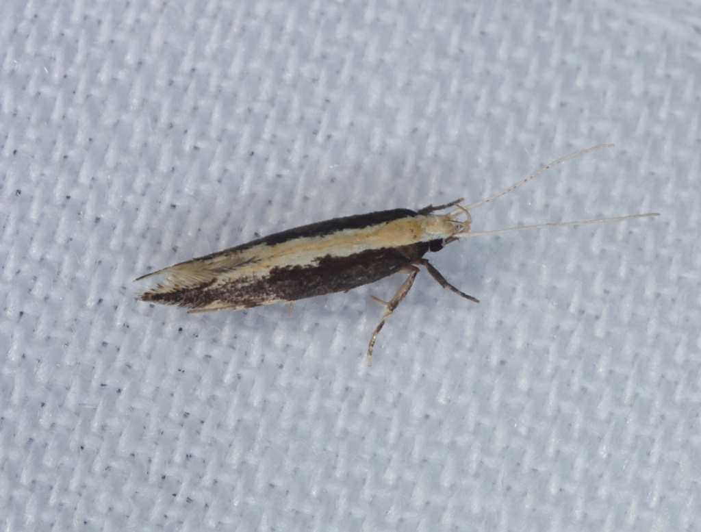 Labdia oxychlora from Sai Kung, Hong Kong on October 11, 2023 at 06:44 ...