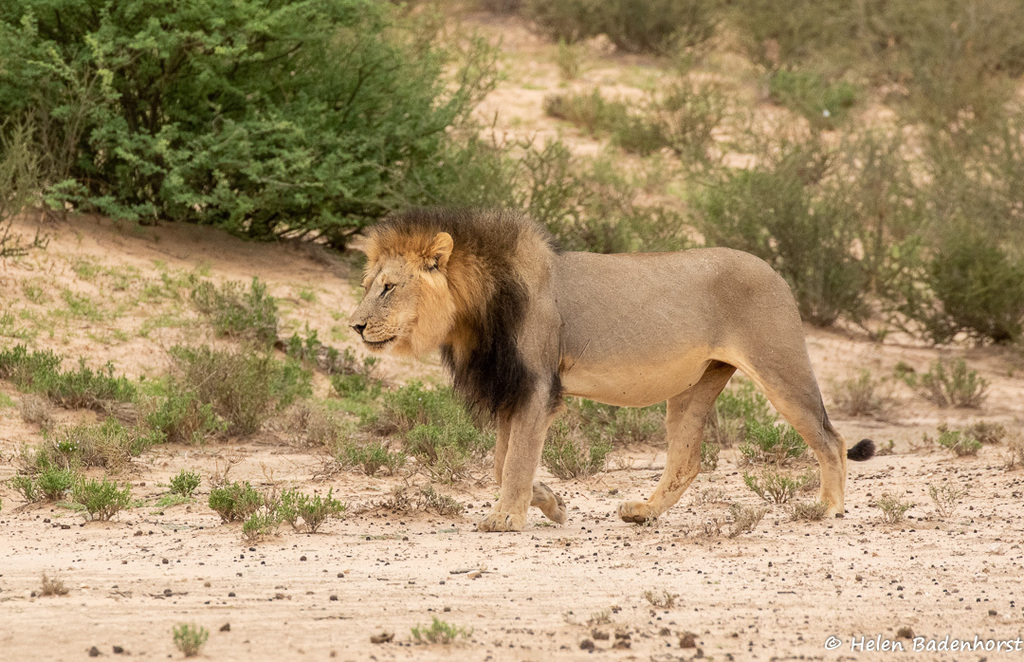 Southern Lion in February 2020 by Helen Badenhorst · iNaturalist