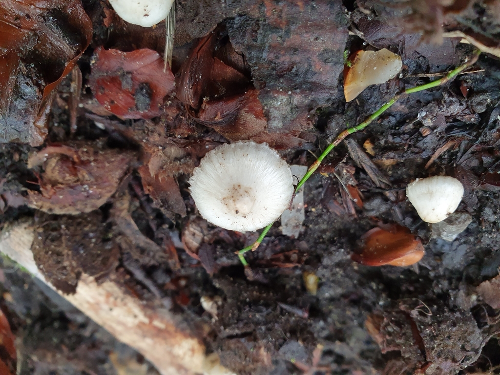 bearded dapperling from Jane Holloway Hall, Egham TW20 0EG, UK on ...