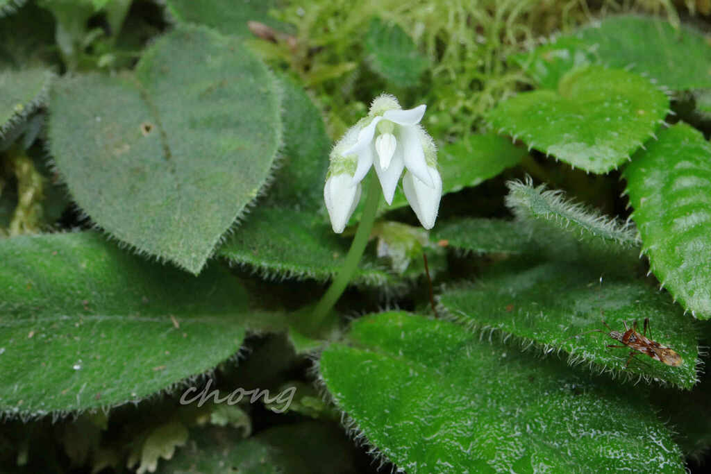 Argostemma from 马来西亚沙巴昆達山 on July 18, 2023 at 08:57 PM by 虫虫 · iNaturalist
