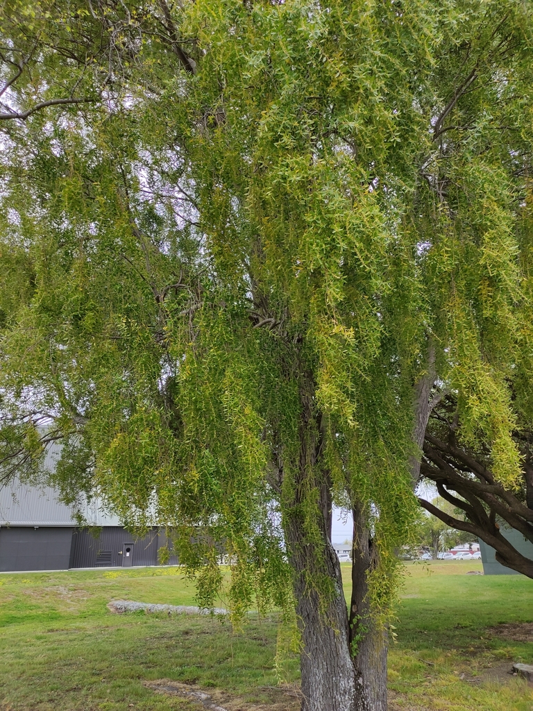 Koko Trees from Burwood, Christchurch, New Zealand on October 13, 2023 ...