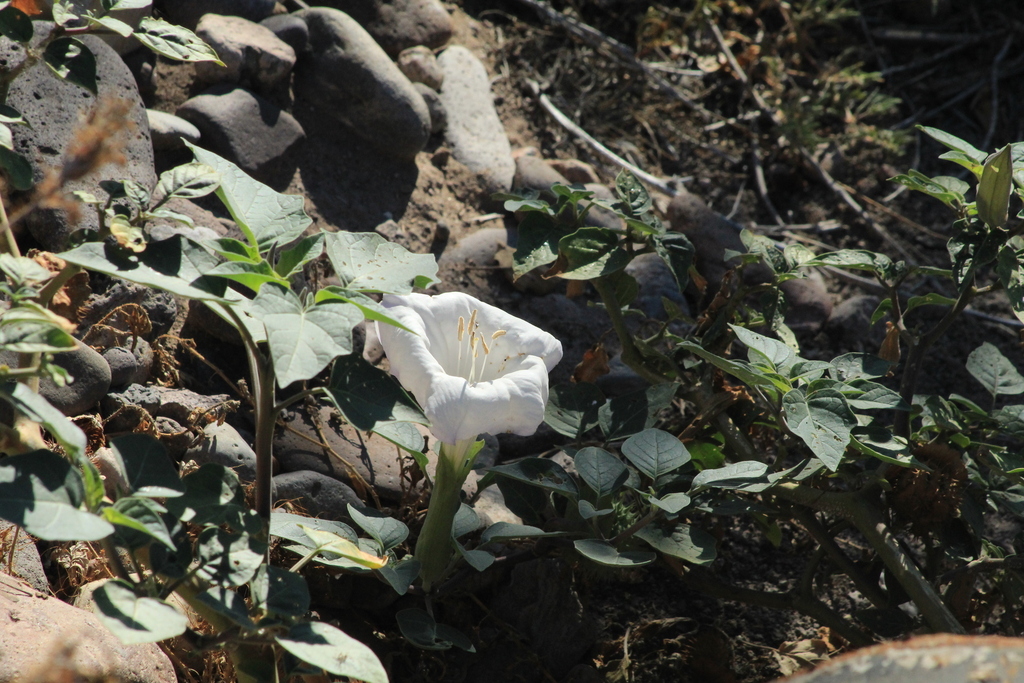 Sacred Datura from Meoqui, Chih., México on October 11, 2023 at 09:25 ...
