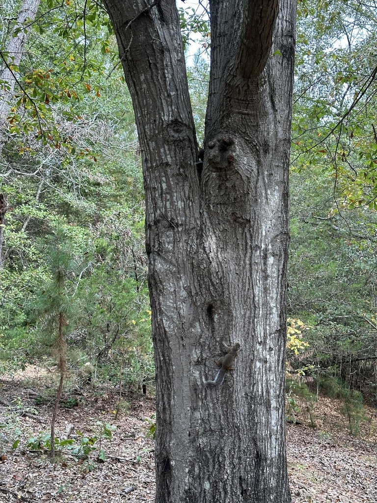 Eastern Gray Squirrel in October 2023 by Brad Bowen. Two young ...
