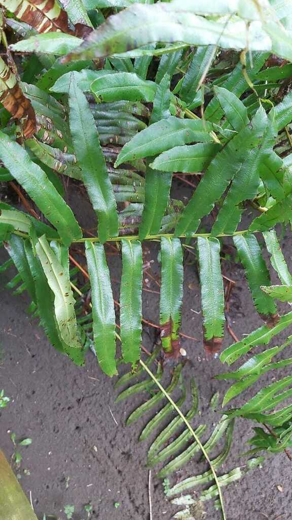 Chain Fern Family from Ruta 215, Puyehue, Los Lagos, Chile on October ...
