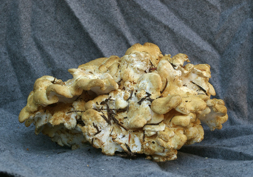 Polypus dispansus (Guía general de Macrohongos de Costa Rica) · iNaturalist