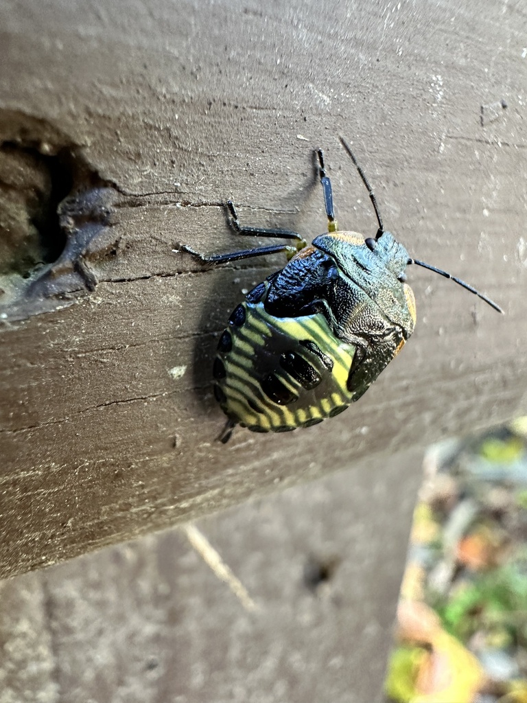 Green Stink Bug from Boonton Ave, Boonton, NJ, US on October 13, 2023 ...