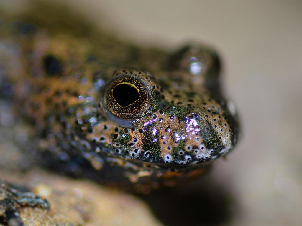 European Fire-Bellied Toad from Felnac, RO-AR, RO on May 06, 2013 by ...